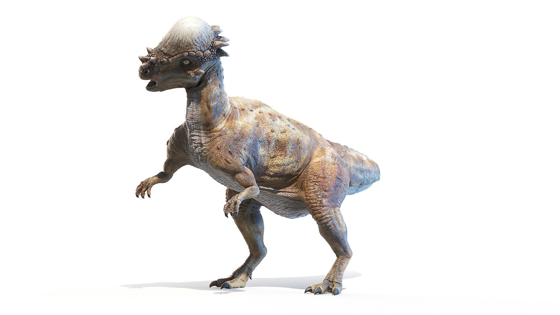 3D Pachycephalosaurus P Model - TurboSquid 1669419