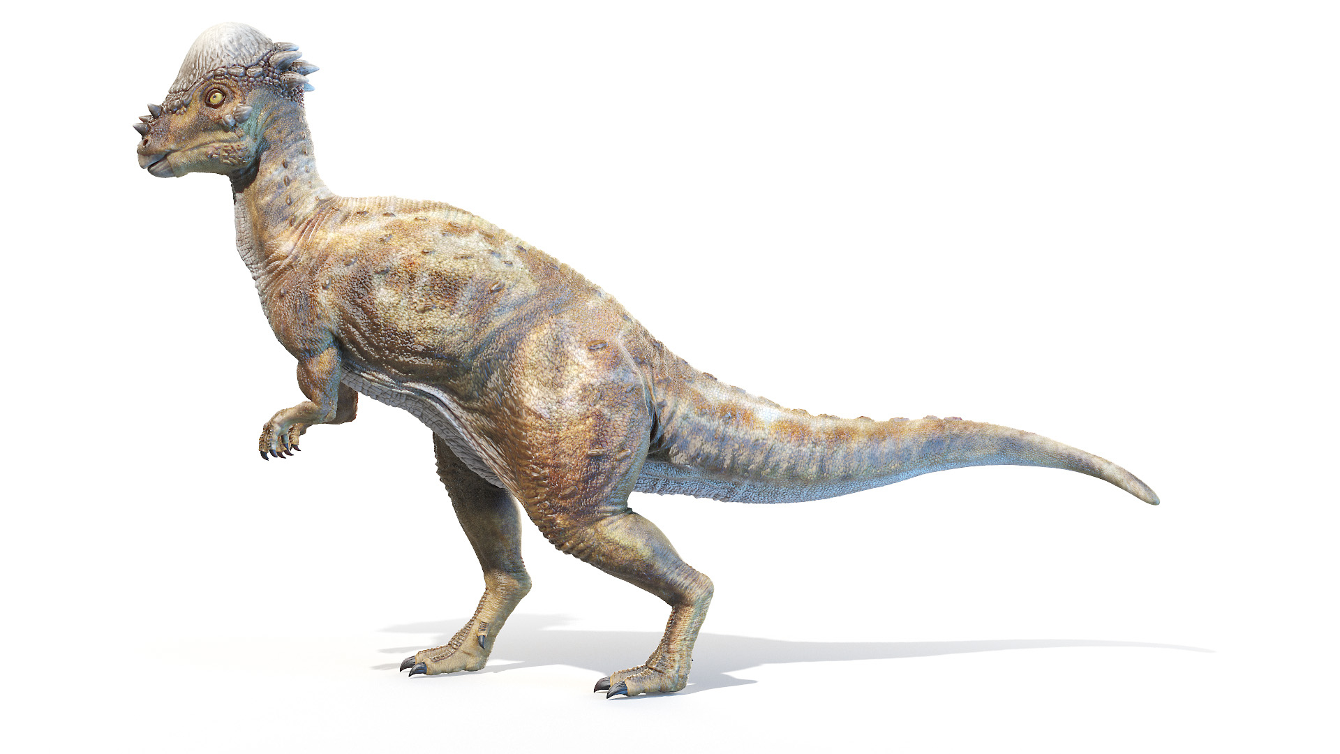 3D Pachycephalosaurus P Model - TurboSquid 1669419