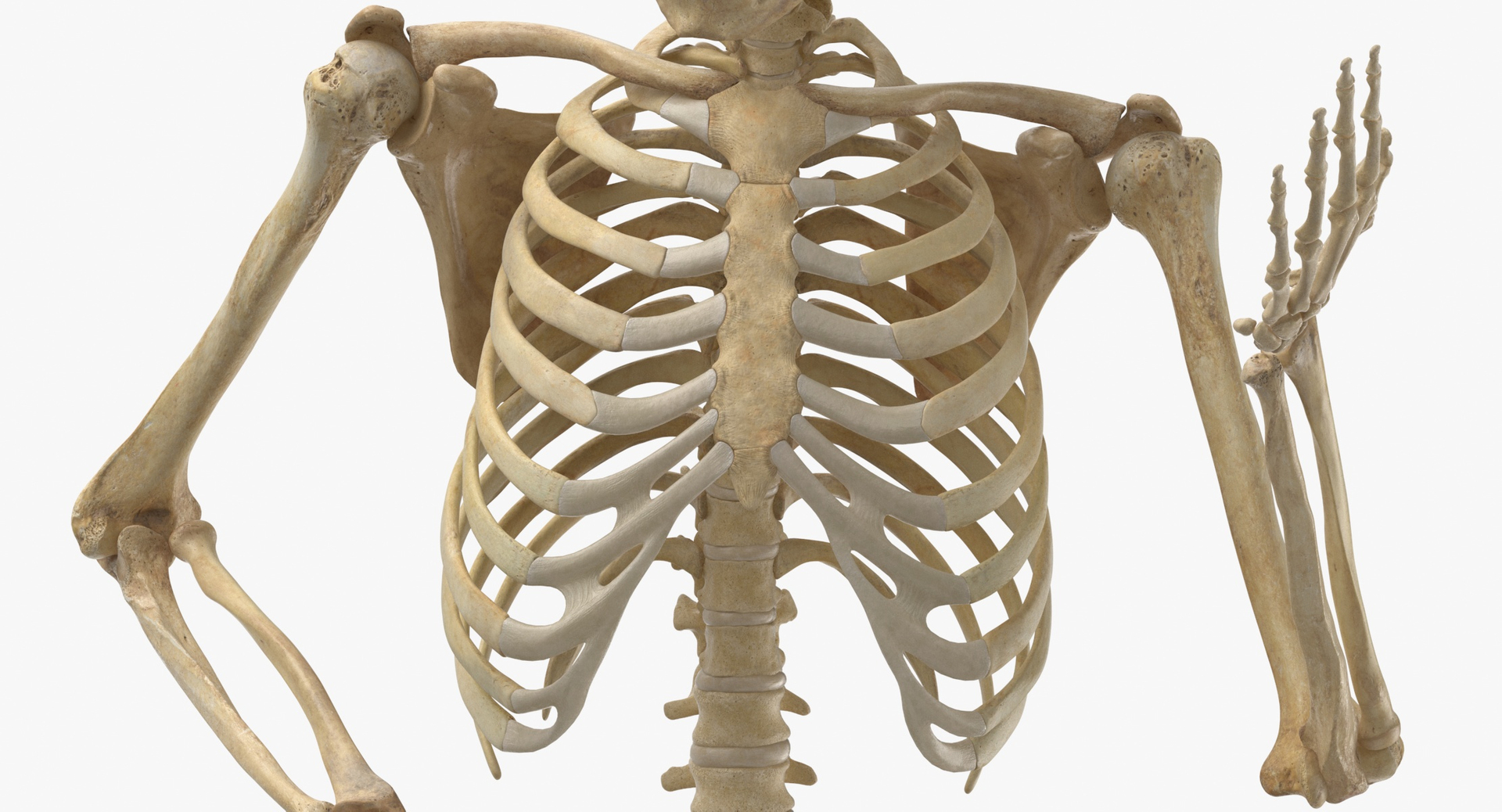 Real human female skeleton model - TurboSquid 1692511