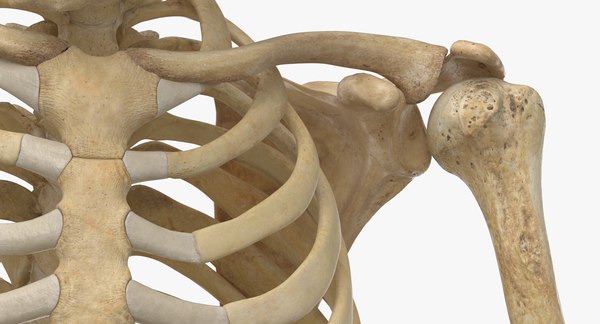 Real human female skeleton model - TurboSquid 1692511