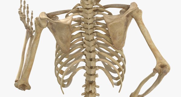 Real human female skeleton model - TurboSquid 1692511