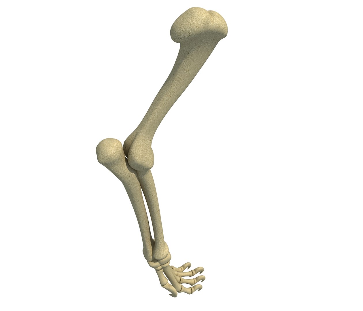 3D Model Lion Leg Skeleton Animal - TurboSquid 1177709