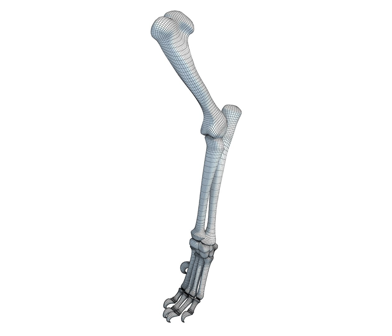 3D Model Lion Leg Skeleton Animal - TurboSquid 1177709