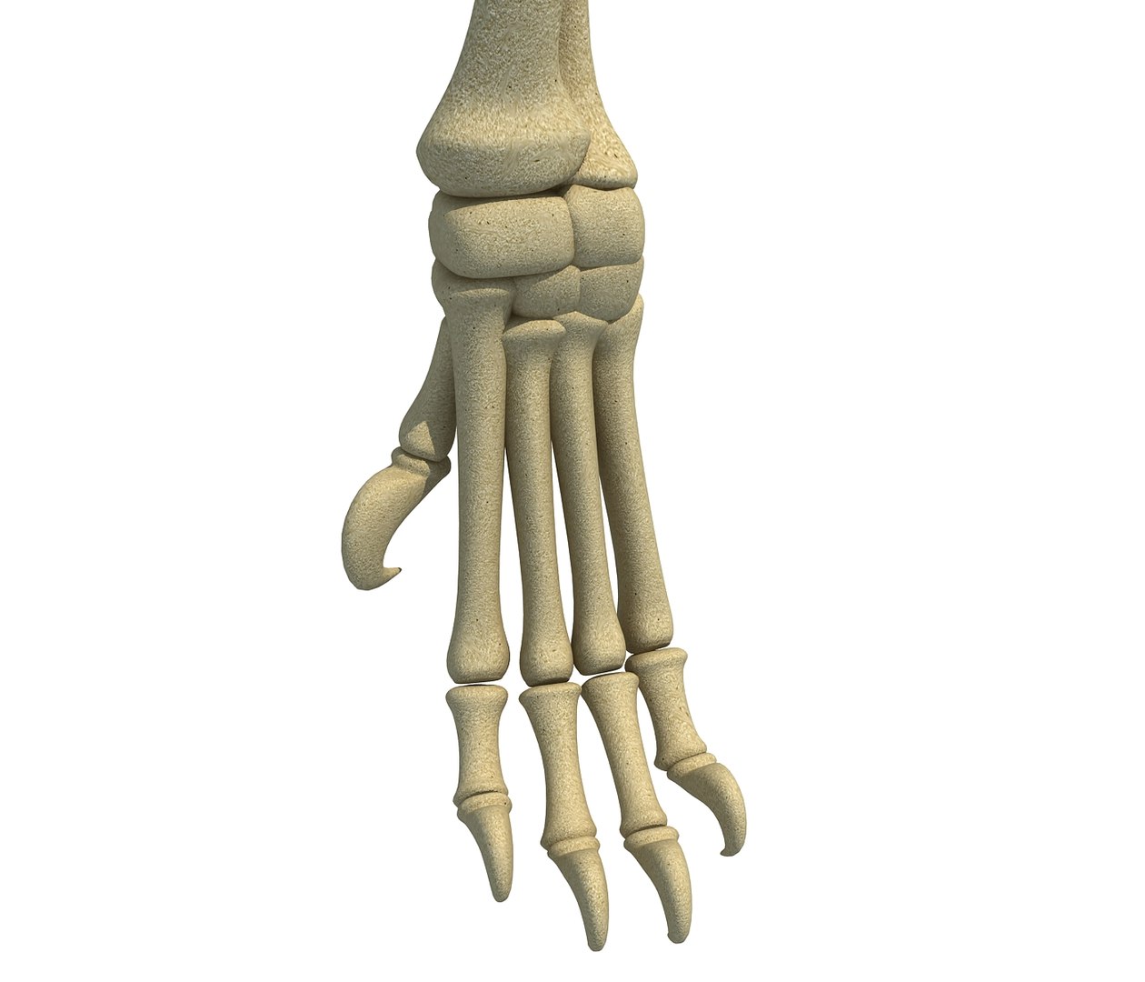 3D Model Lion Leg Skeleton Animal - TurboSquid 1177709
