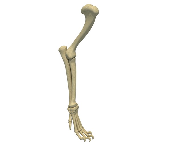 Anatomía Del Esqueleto Del León