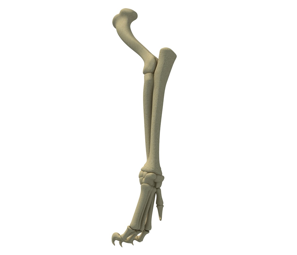 3D Model Lion Leg Skeleton Animal - TurboSquid 1177709