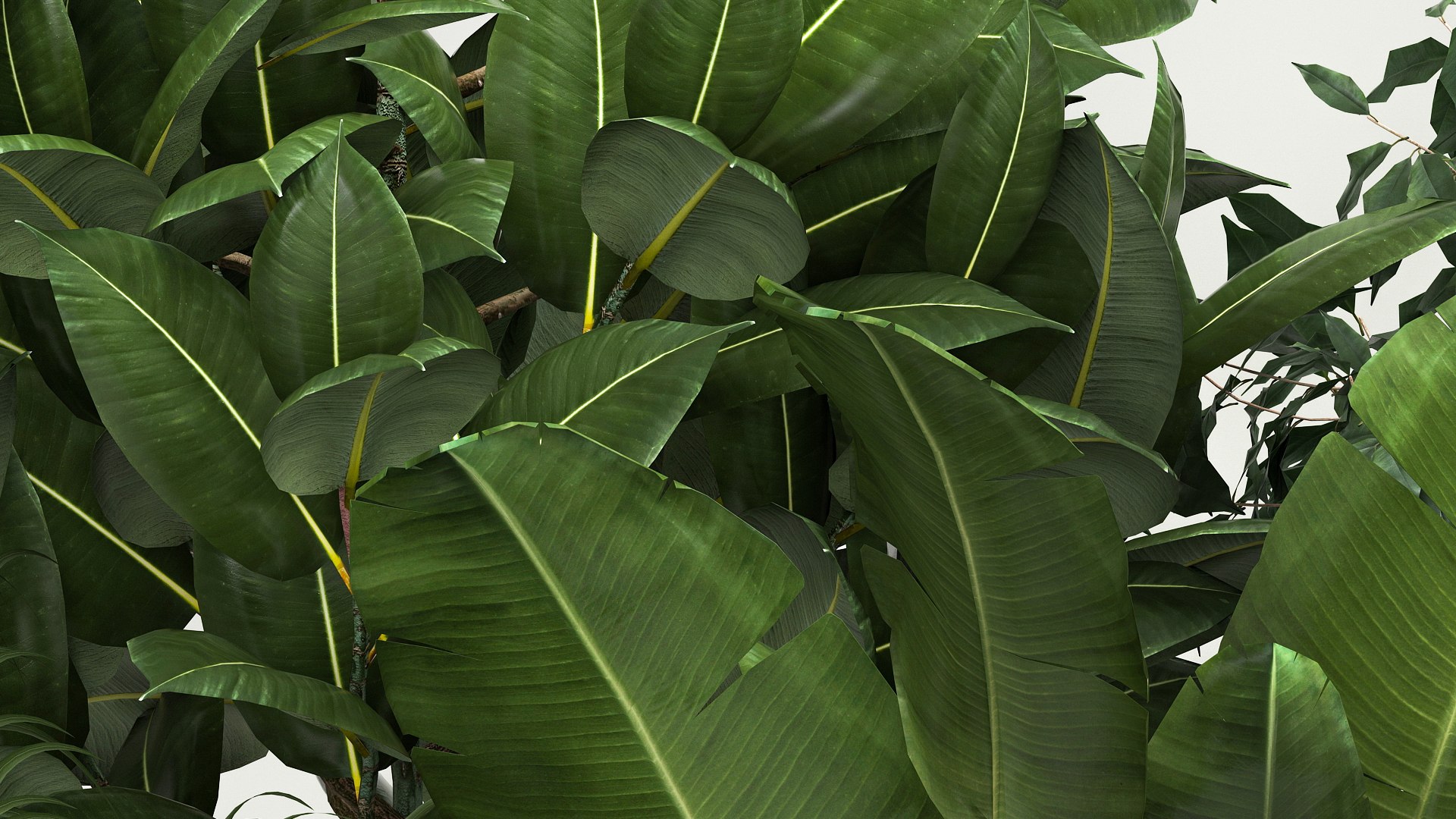 Set Of Potted Plants Ficus Palm Strelitzia 1198 3D - TurboSquid 2029410