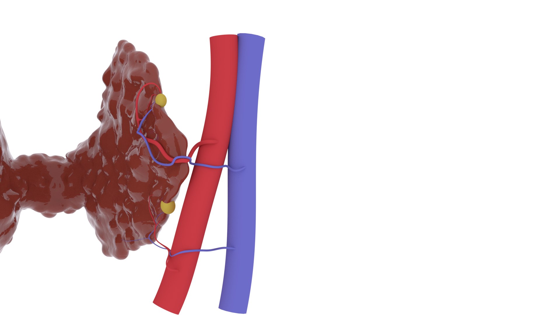 3D THYROID - TurboSquid 1787080