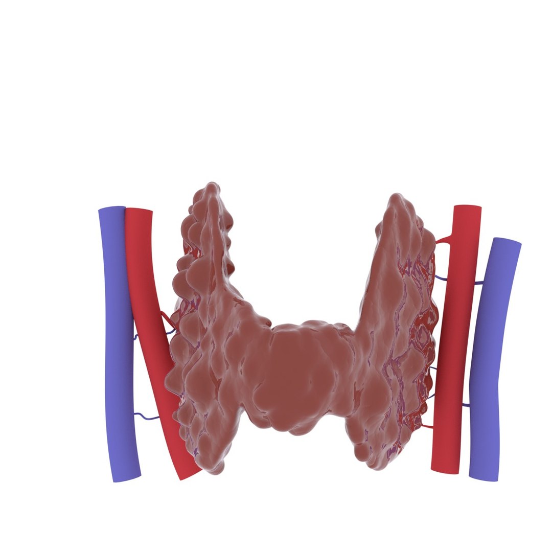 3D THYROID - TurboSquid 1787080