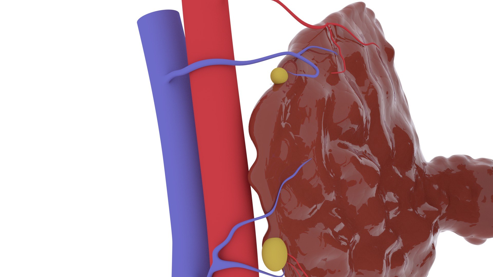 3D THYROID - TurboSquid 1787080