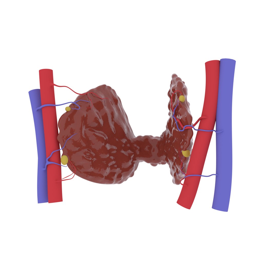3D THYROID - TurboSquid 1787080