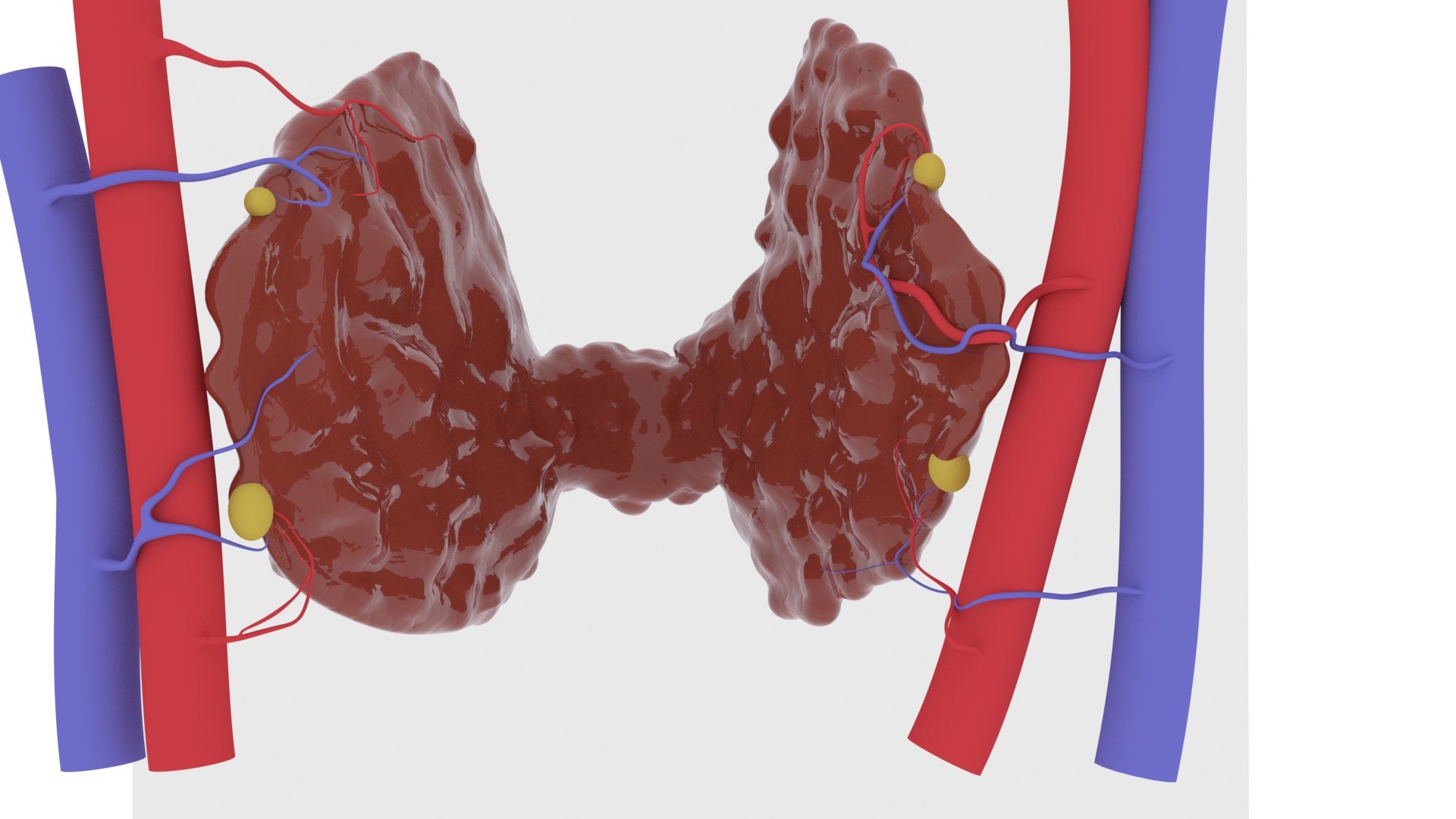 3D THYROID - TurboSquid 1787080