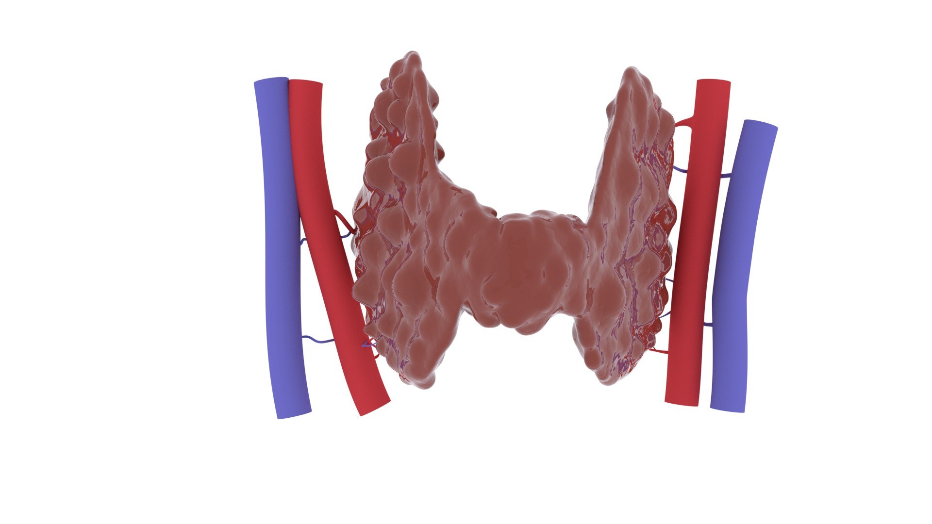 3D THYROID - TurboSquid 1787080