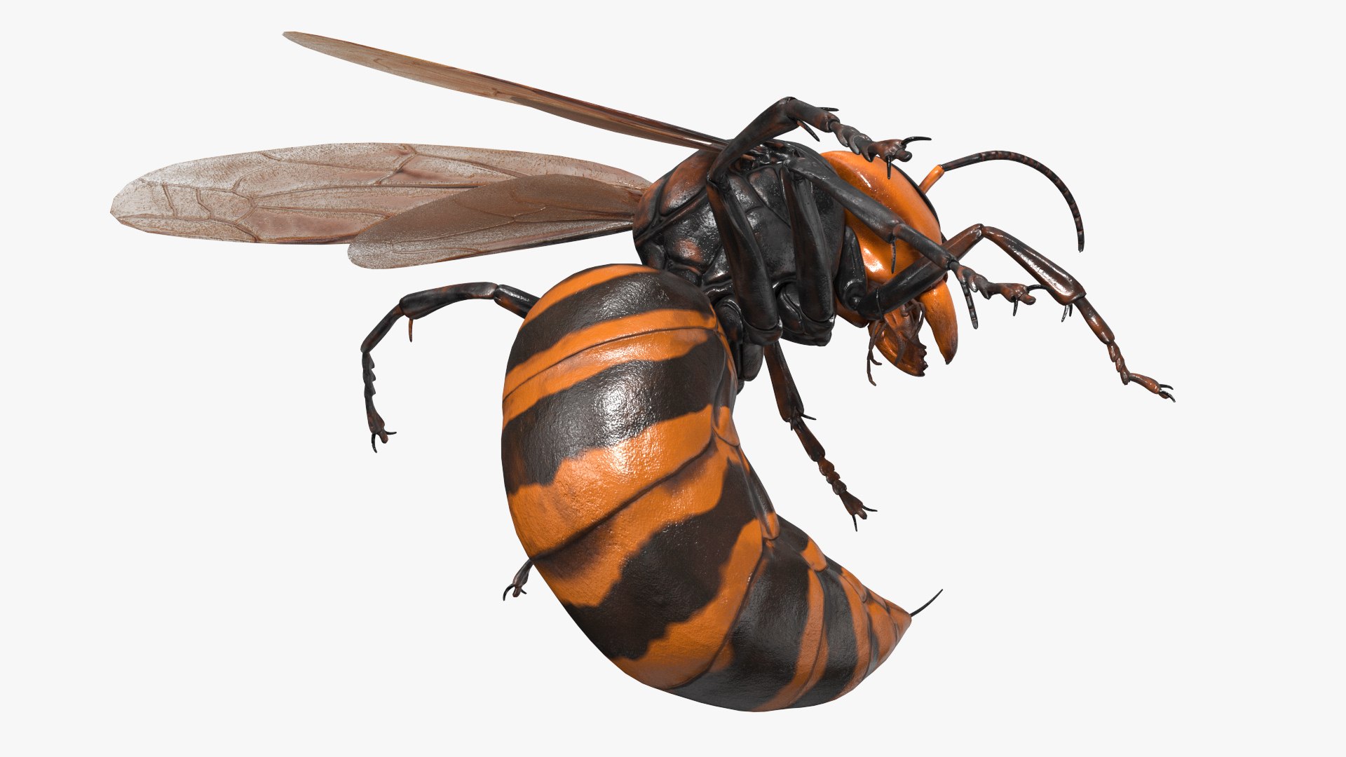 3D Northern Giant Hornet Attack Pose Model - TurboSquid 2274887