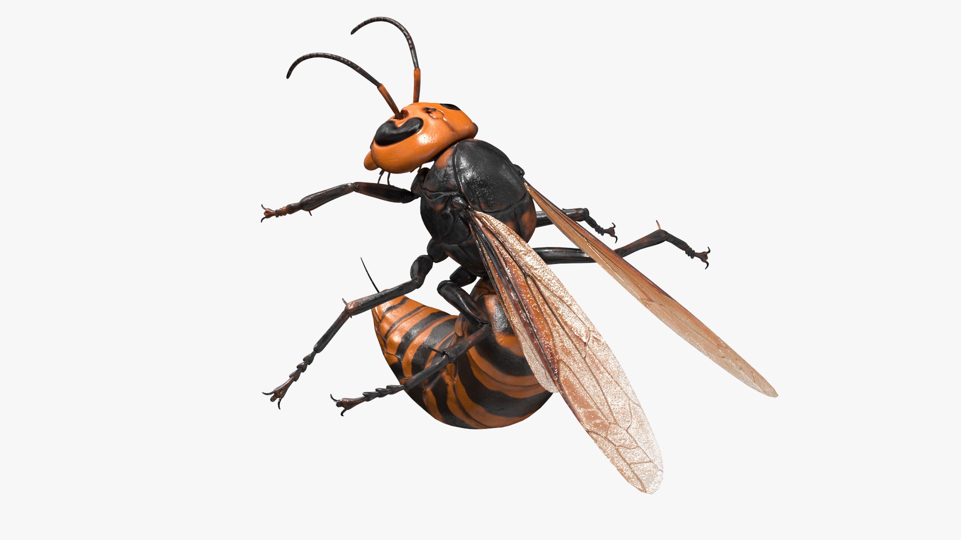 3D Northern Giant Hornet Attack Pose Model - TurboSquid 2274887