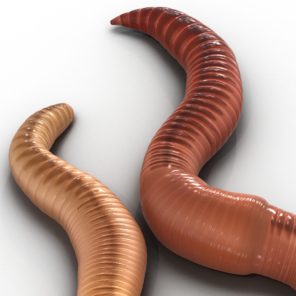 earth worm rigged 3d ma