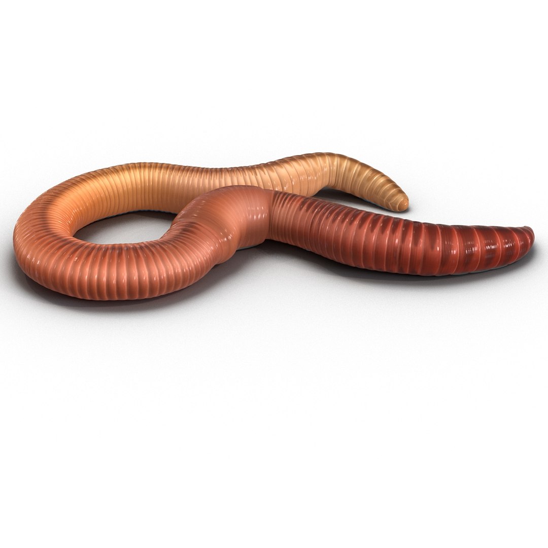 earth worm rigged 3d ma