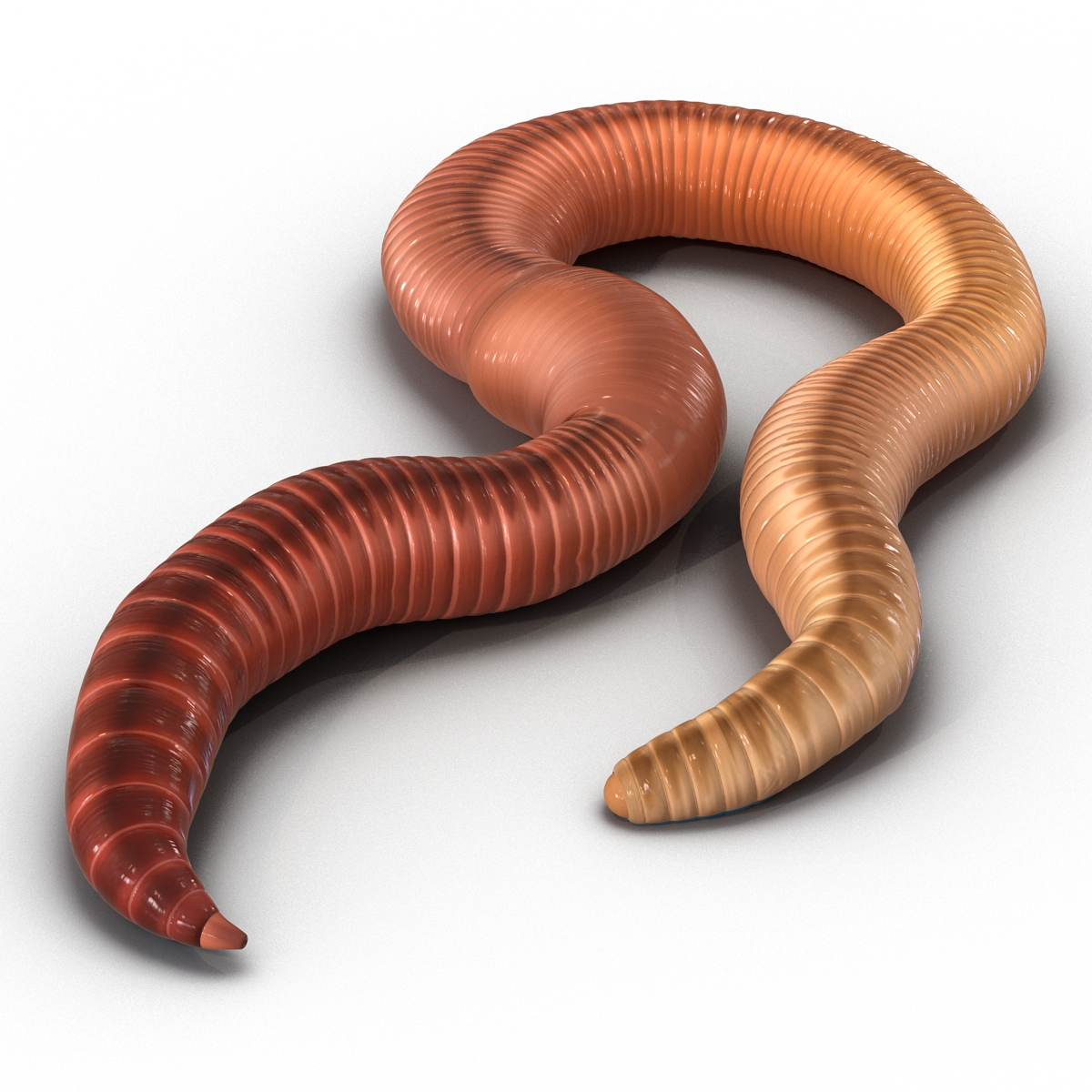 earth worm rigged 3d ma