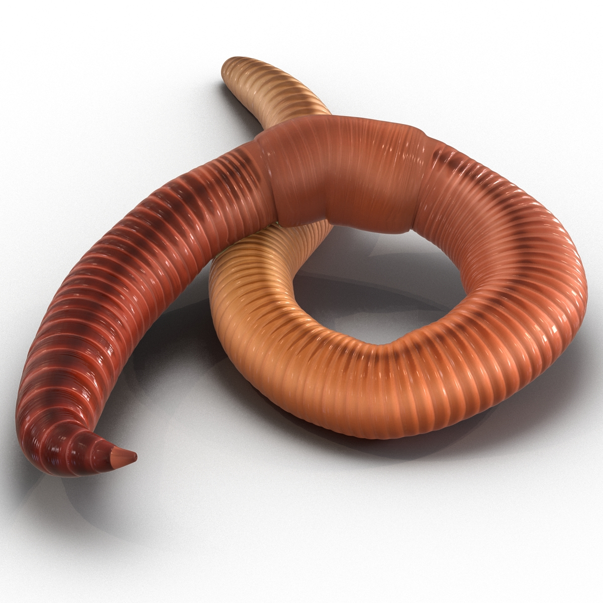 earth worm rigged 3d ma