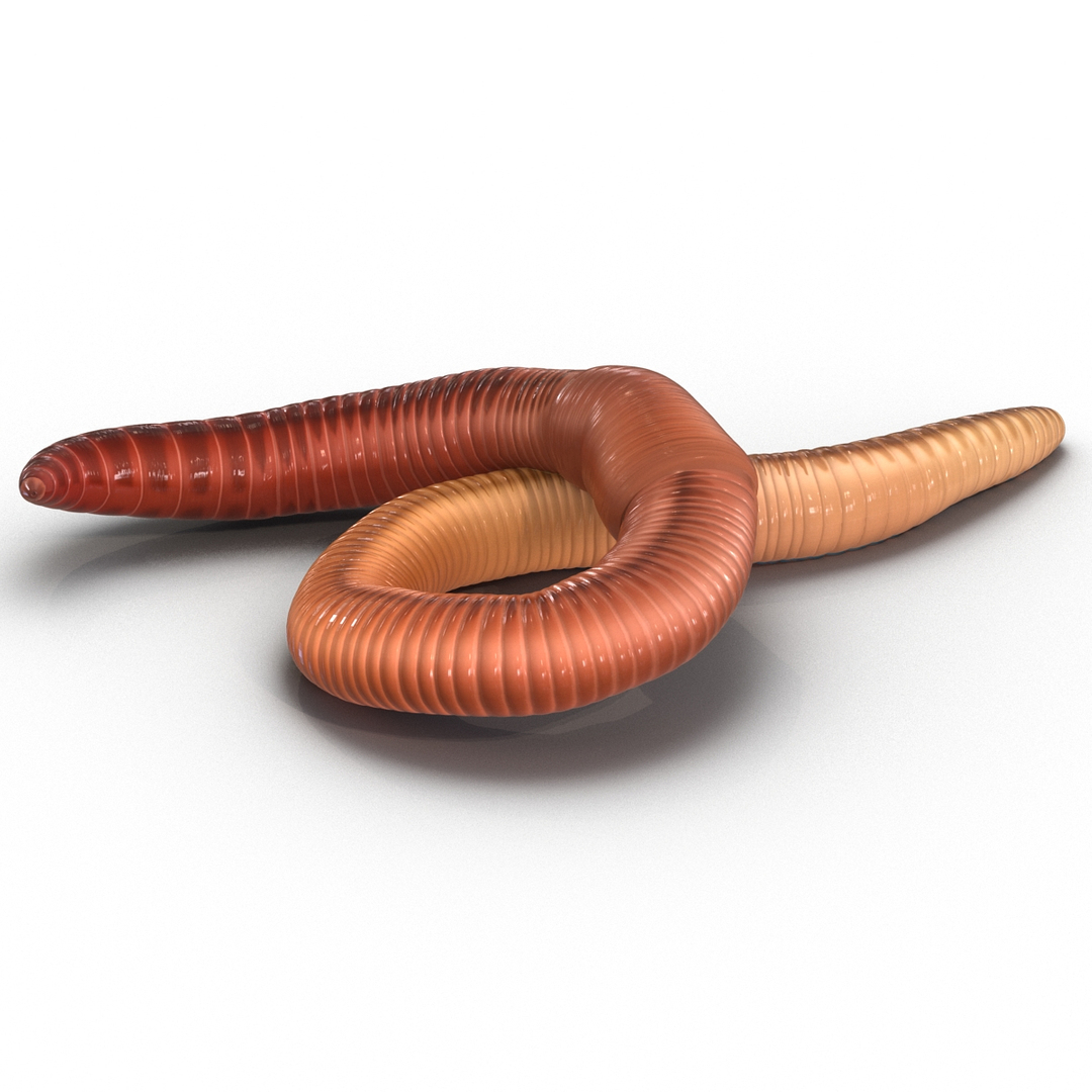 earth worm rigged 3d ma