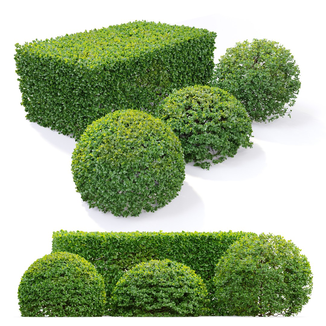 3D Buxus model - TurboSquid 1941393