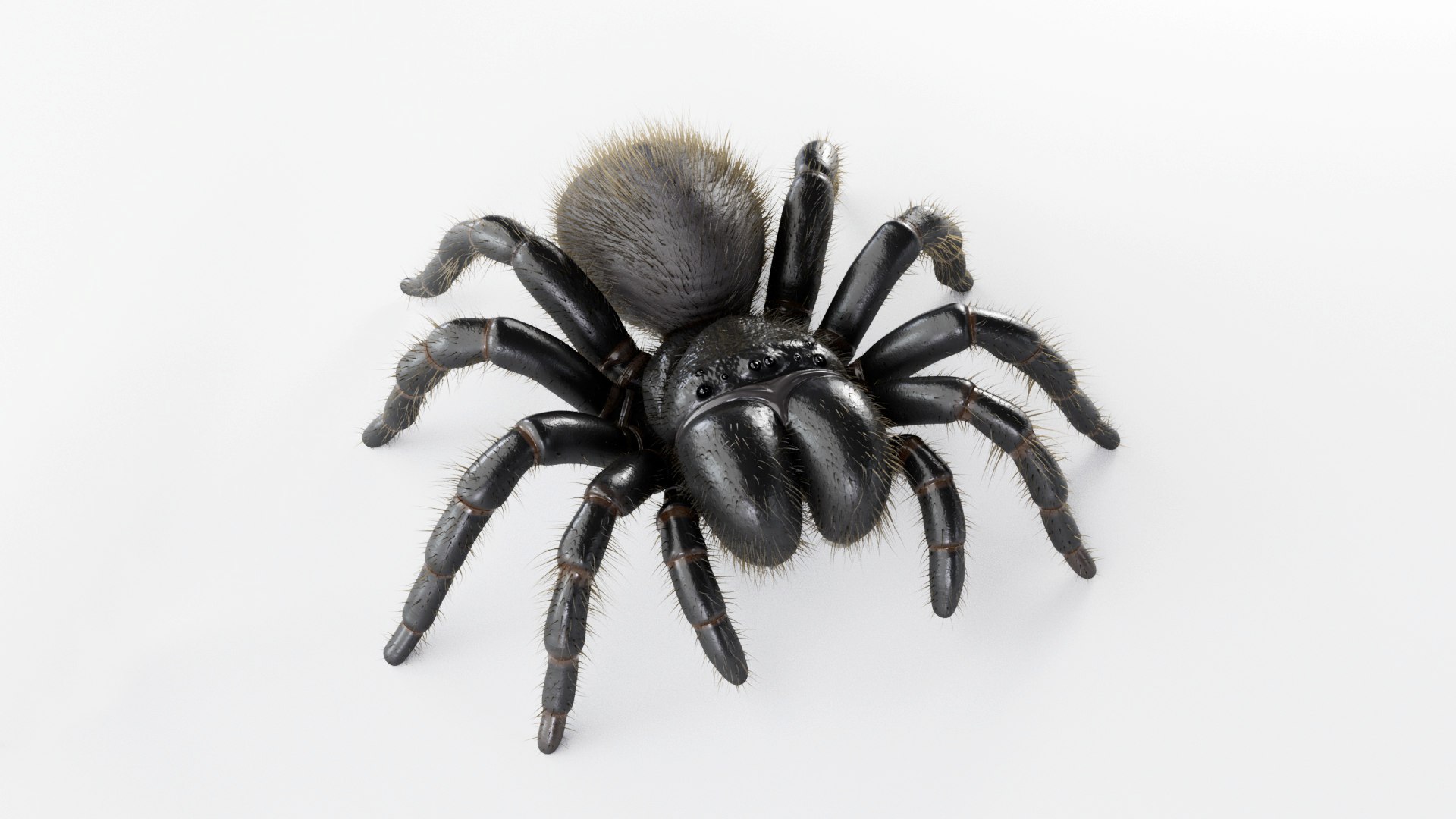 Mouse Spider 3D Model - TurboSquid 2181172