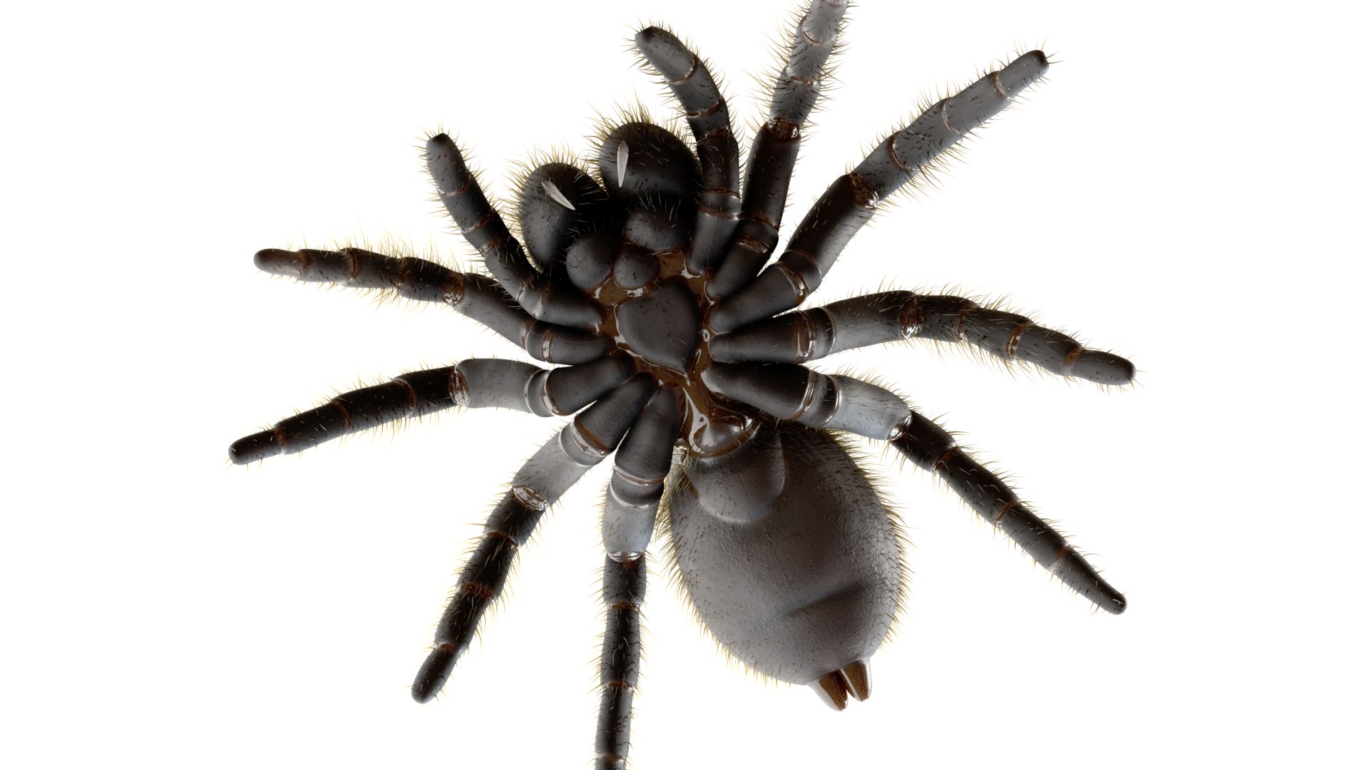 Mouse Spider 3D Model - TurboSquid 2181172