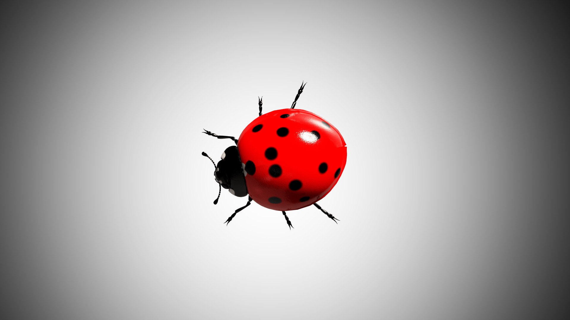 Ladybug Rigged 3D Model - TurboSquid 1588443
