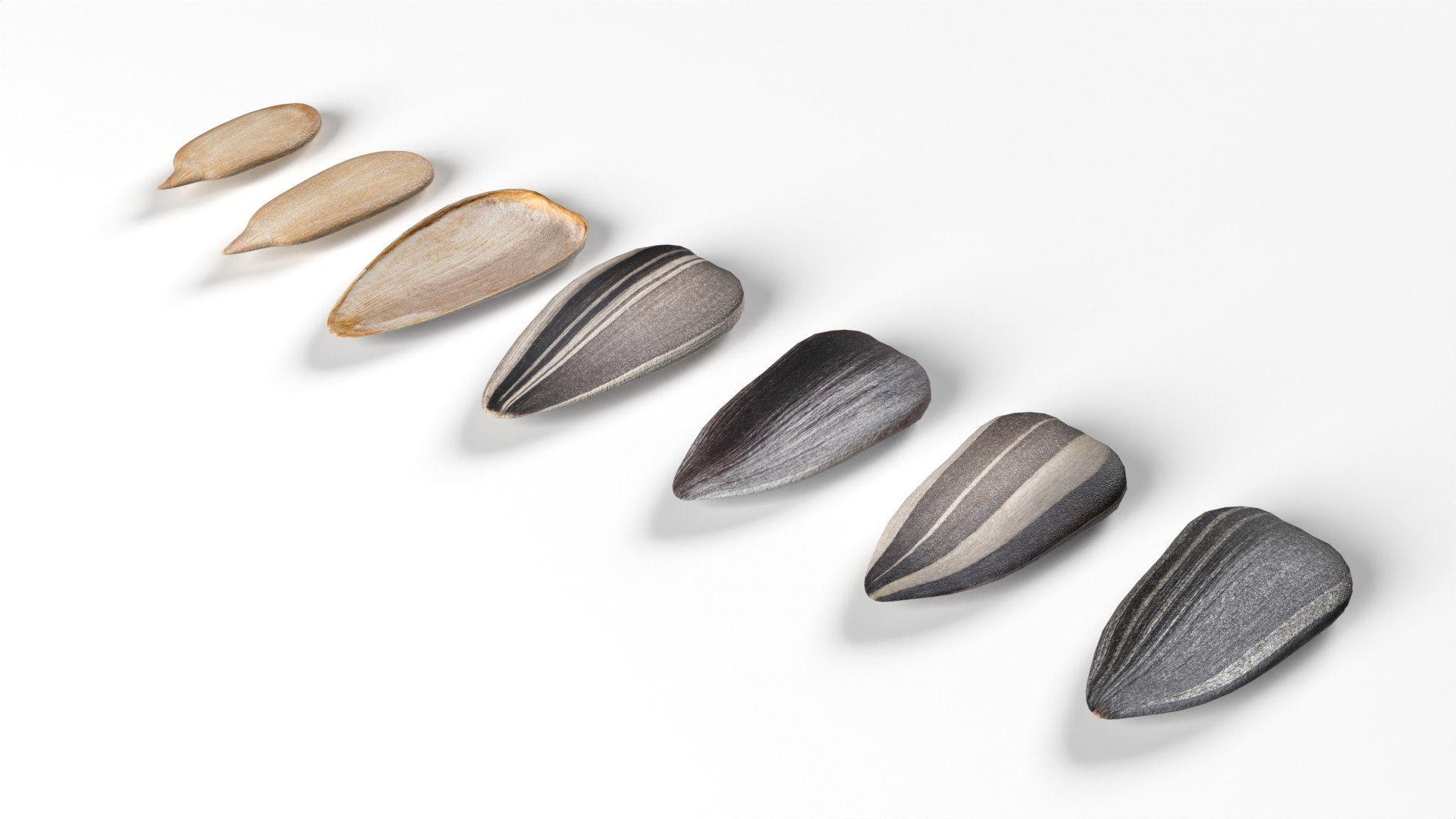 Sunflower Seeds Collection 3D Model - TurboSquid 2397330