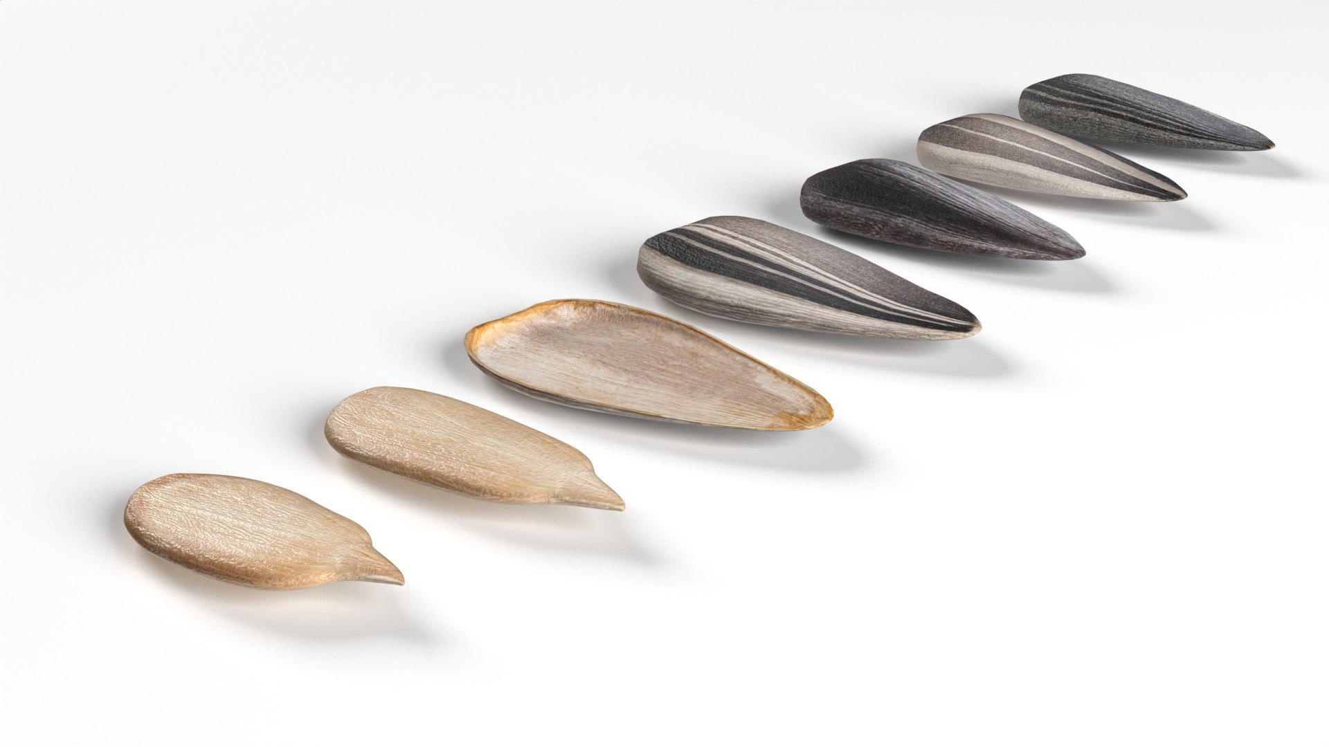 Sunflower Seeds Collection 3D Model - TurboSquid 2397330