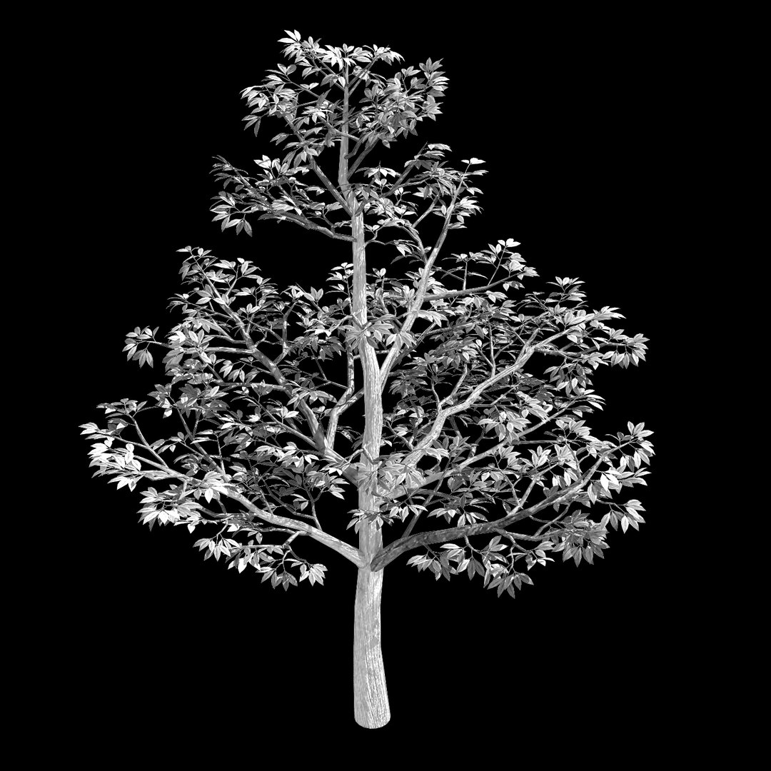 Forest Plants - Trees 3D Model - TurboSquid 1449215