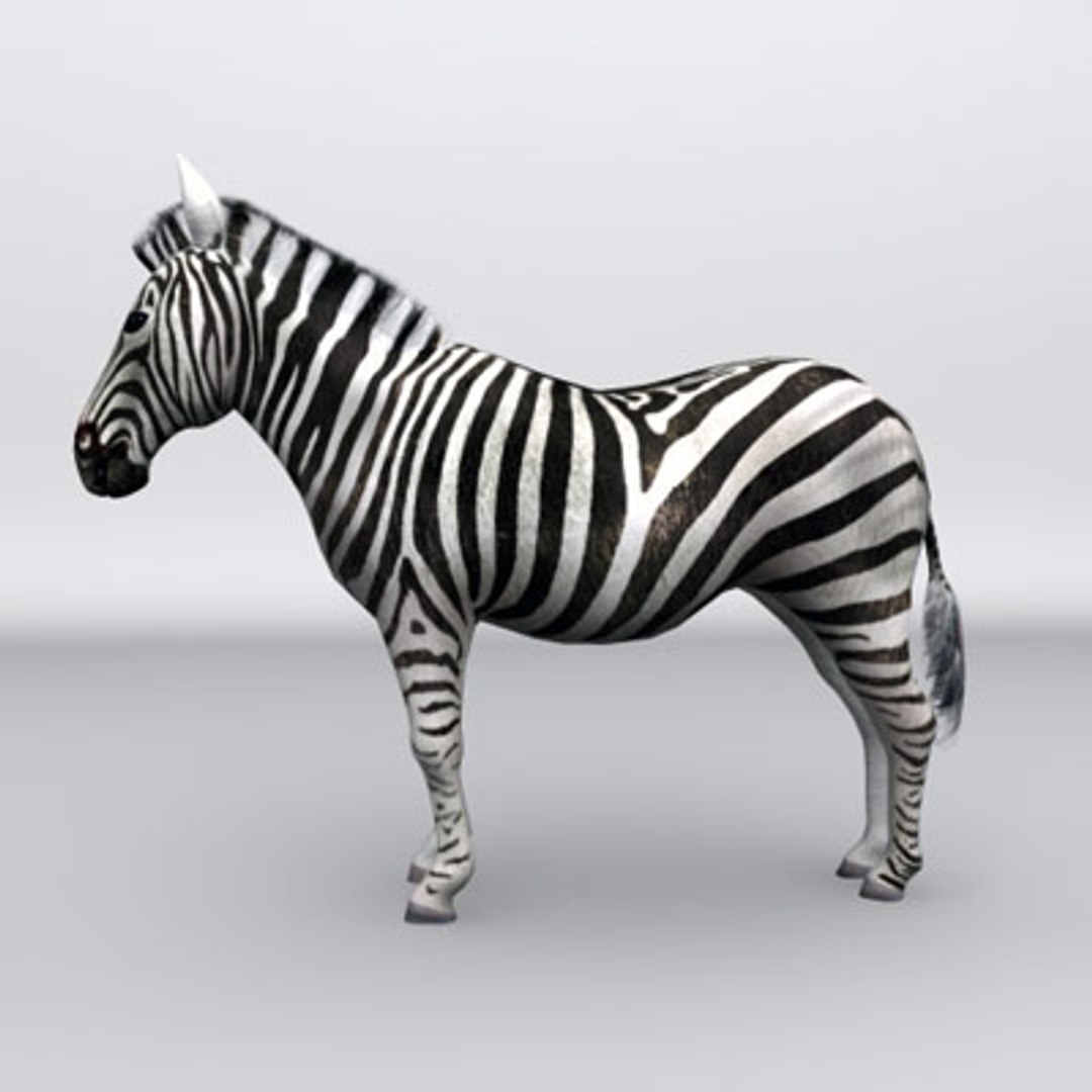 3d Zebra Animal Model
