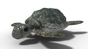 Turtle Blender 3D Models for Download | TurboSquid