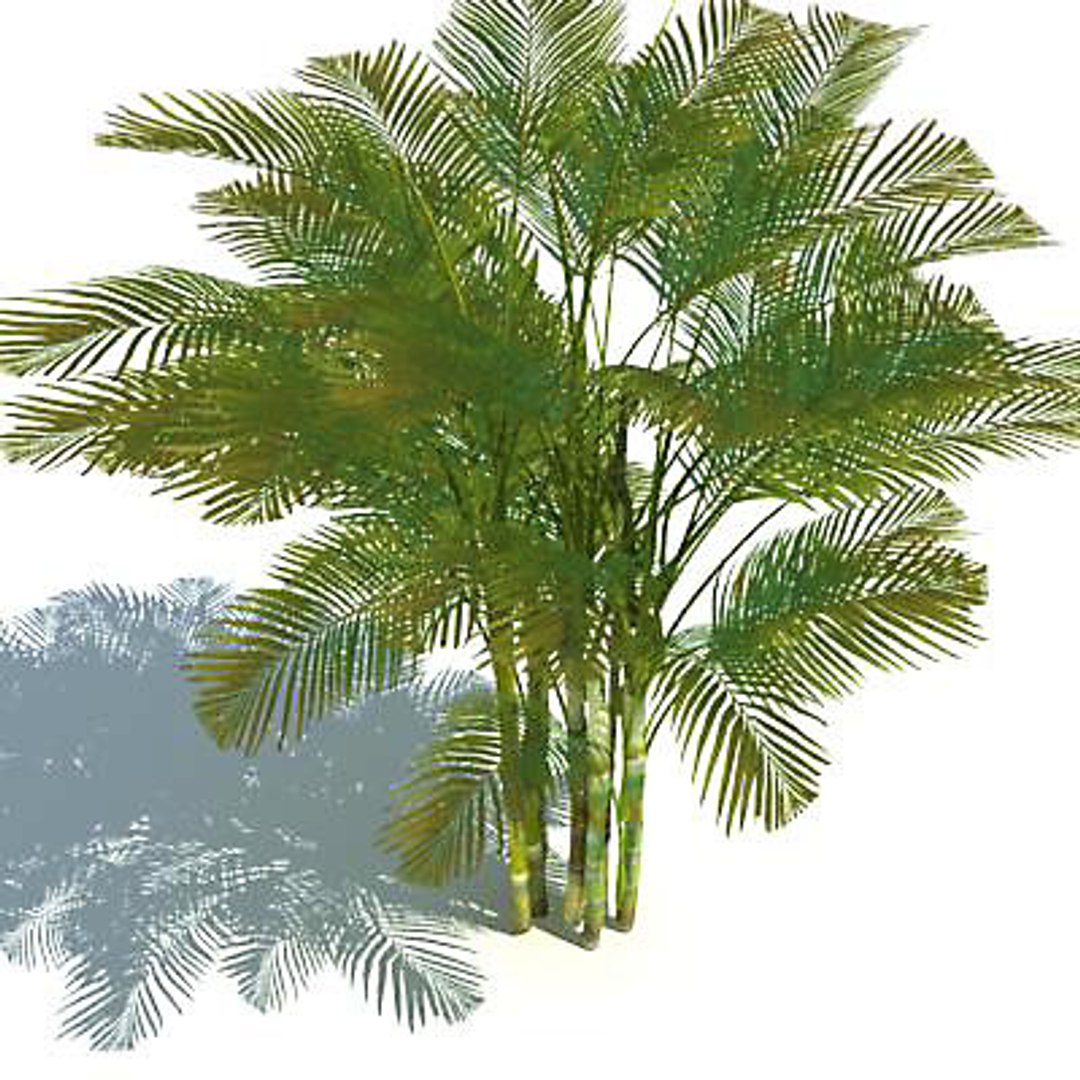 Bamboo Palm 3d 3ds
