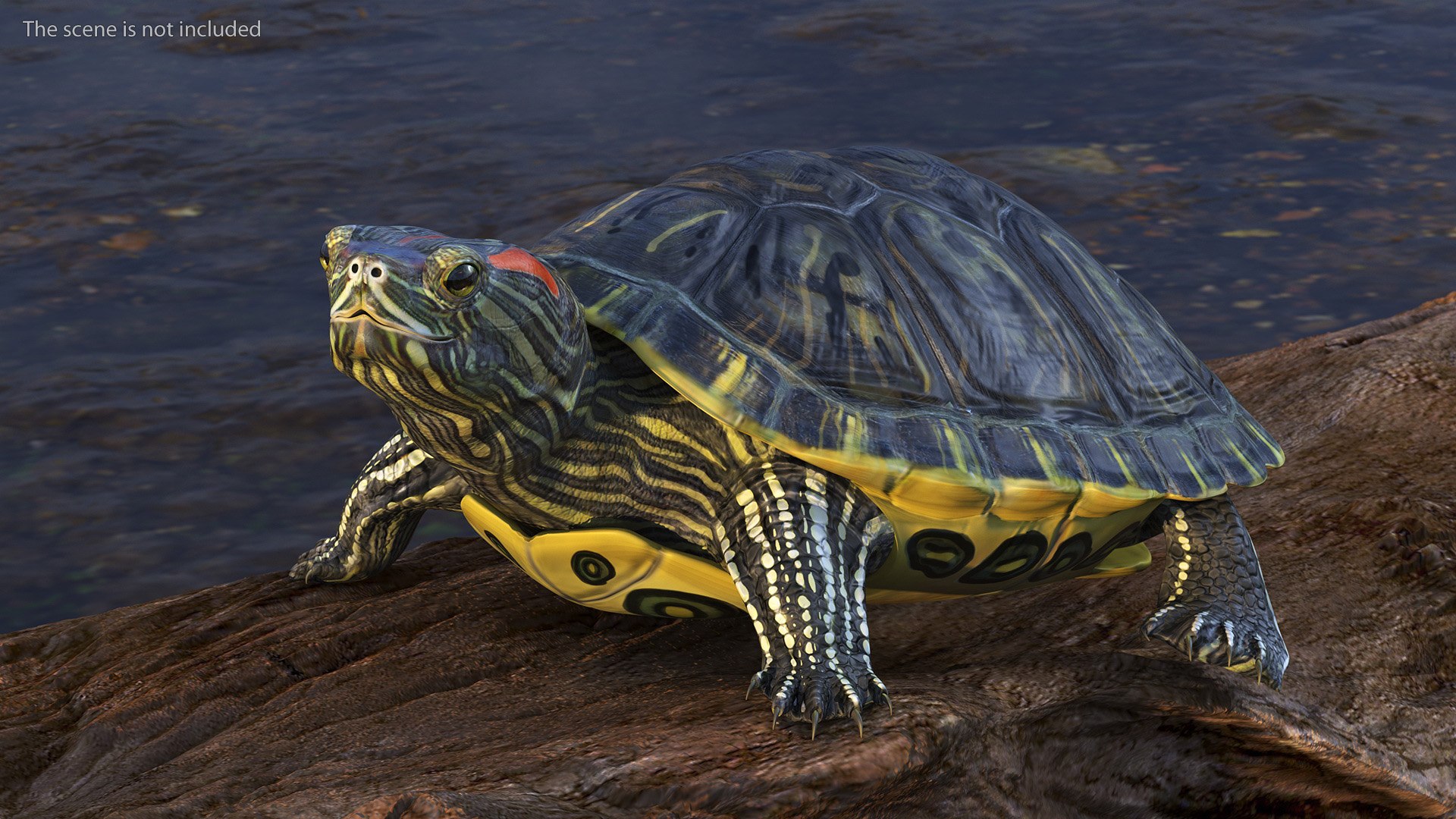 3D Red Eared Slider Rigged For Cinema 4D - TurboSquid 2165441