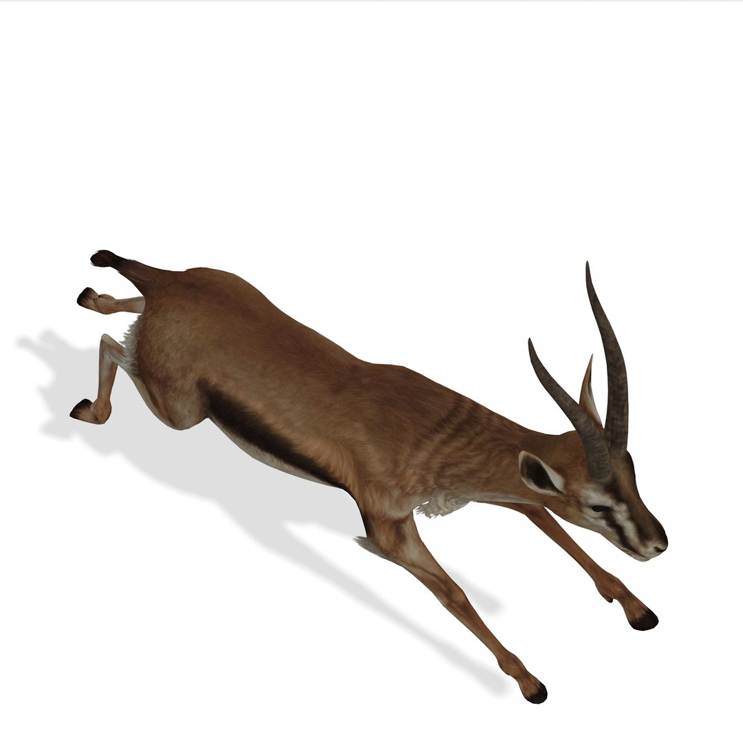 ANTELOPE 3D model - TurboSquid 2097255