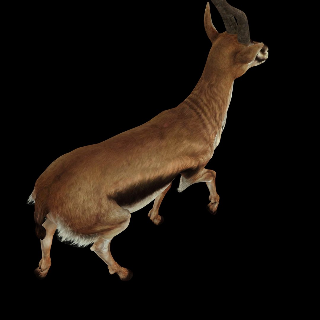 ANTELOPE 3D model - TurboSquid 2097255
