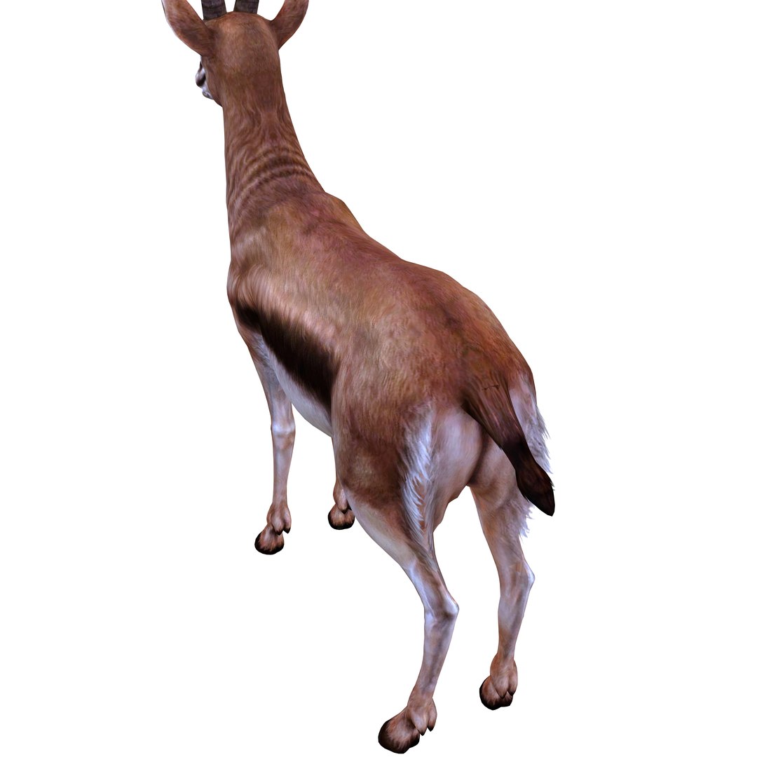 ANTELOPE 3D model - TurboSquid 2097255
