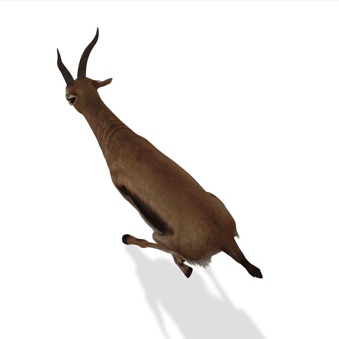 ANTELOPE 3D model - TurboSquid 2097255