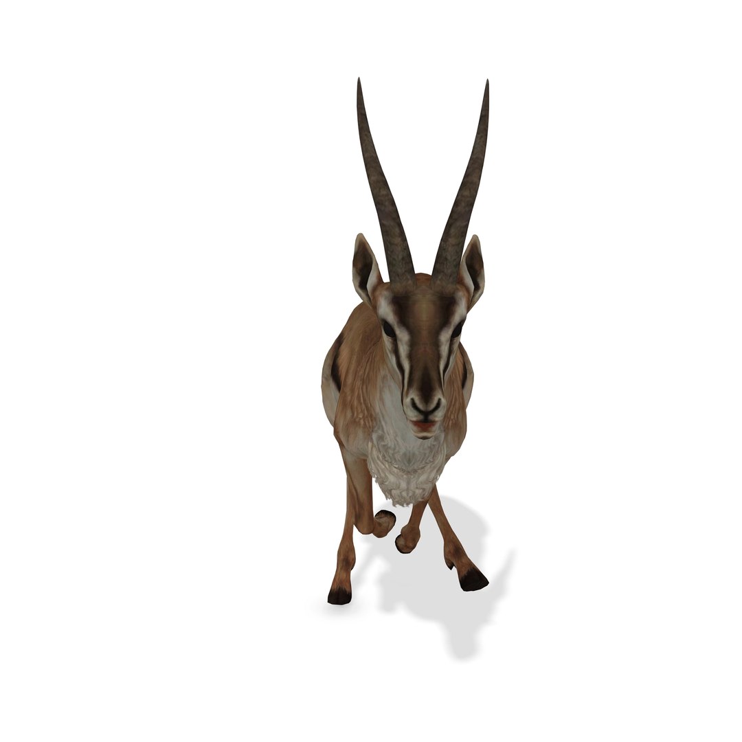 ANTELOPE 3D model - TurboSquid 2097255