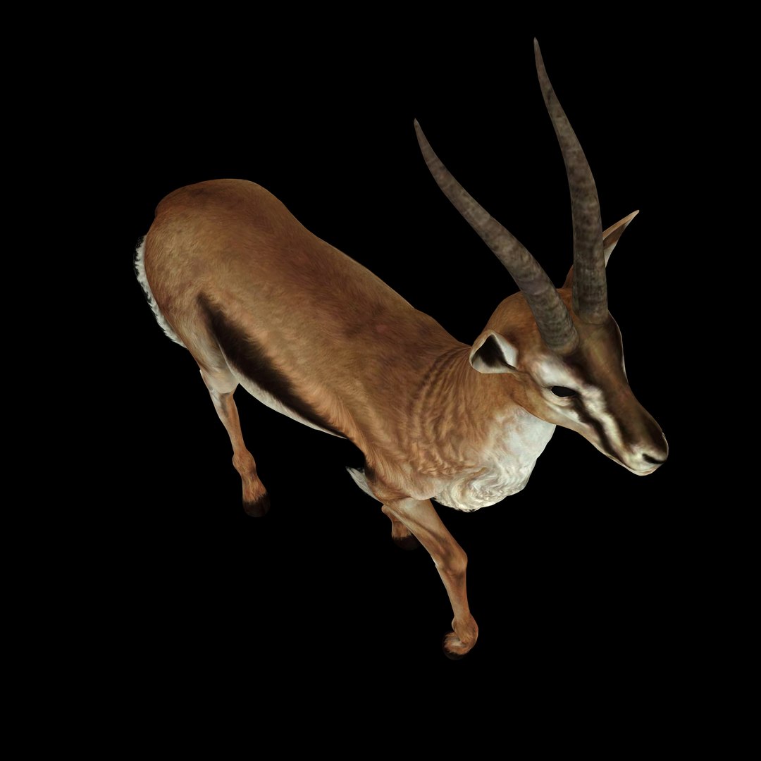 ANTELOPE 3D model - TurboSquid 2097255