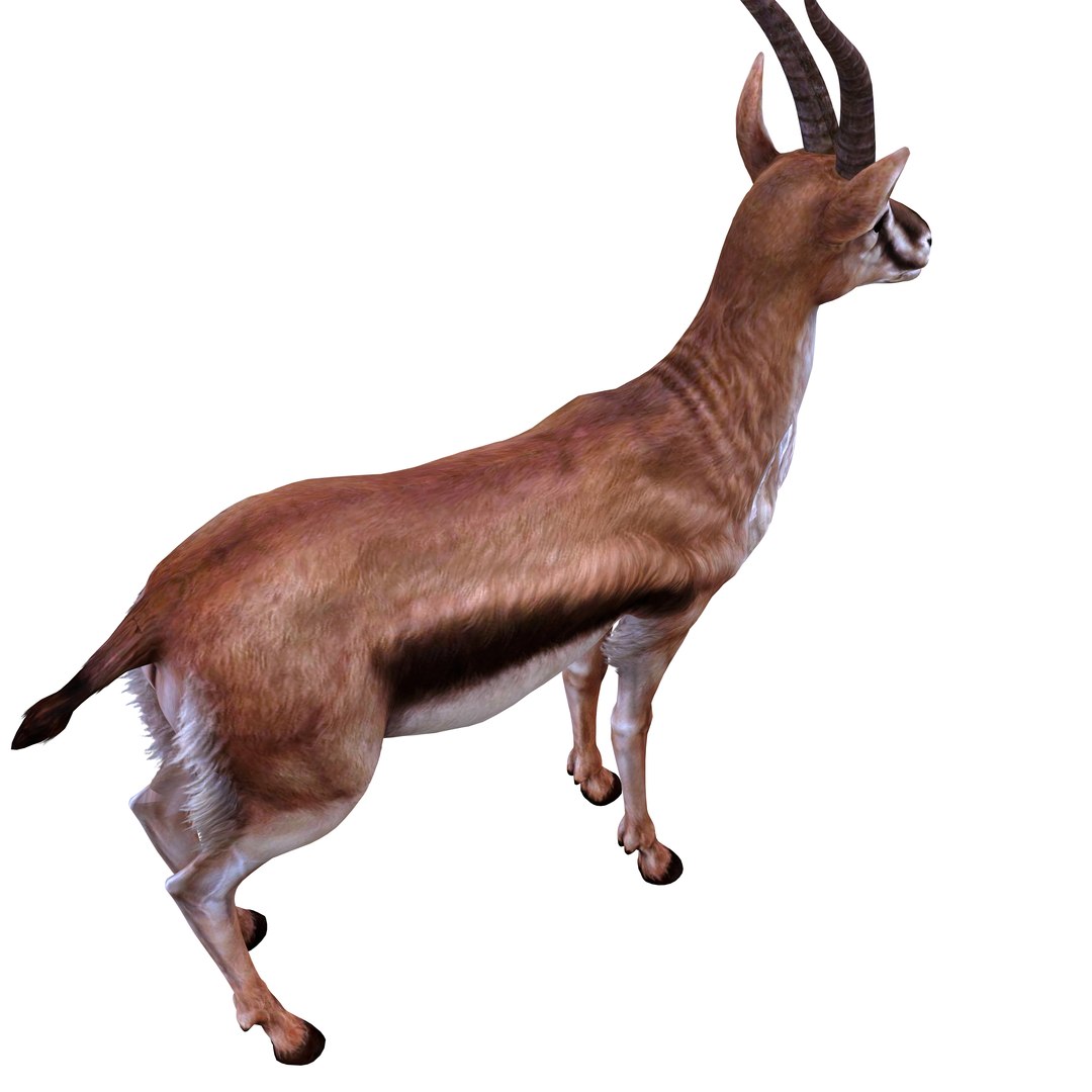 ANTELOPE 3D model - TurboSquid 2097255