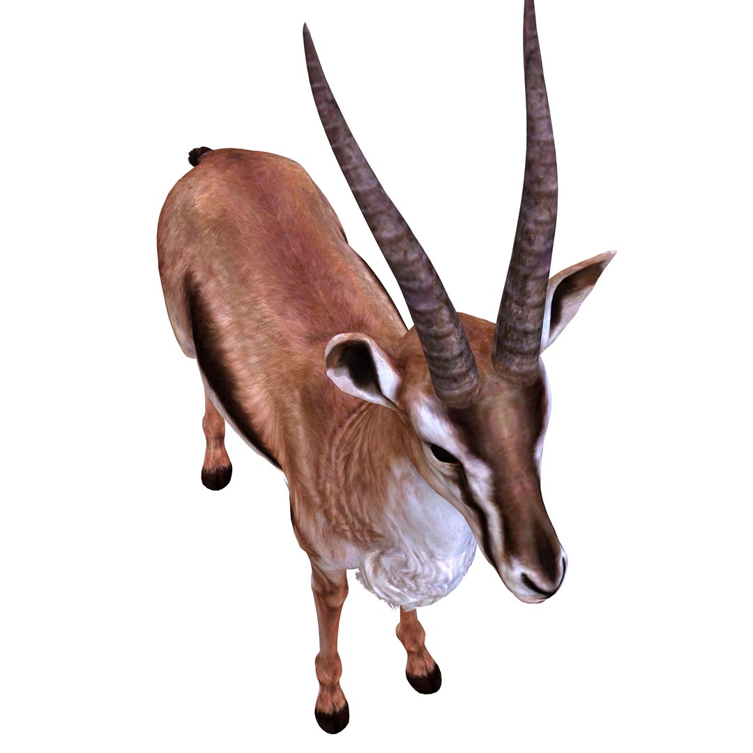 ANTELOPE 3D model - TurboSquid 2097255