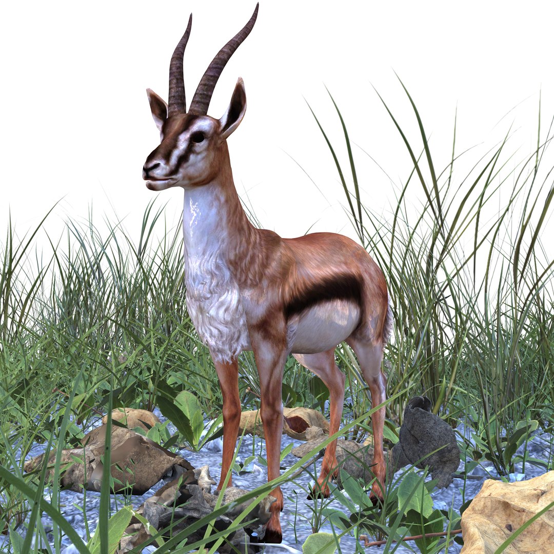 ANTELOPE 3D model - TurboSquid 2097255