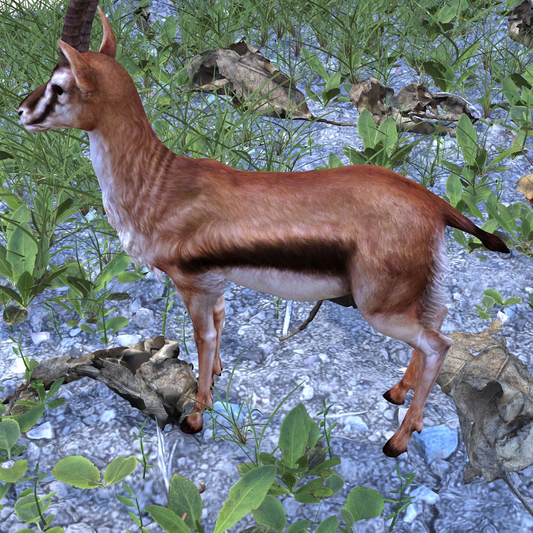ANTELOPE 3D model - TurboSquid 2097255