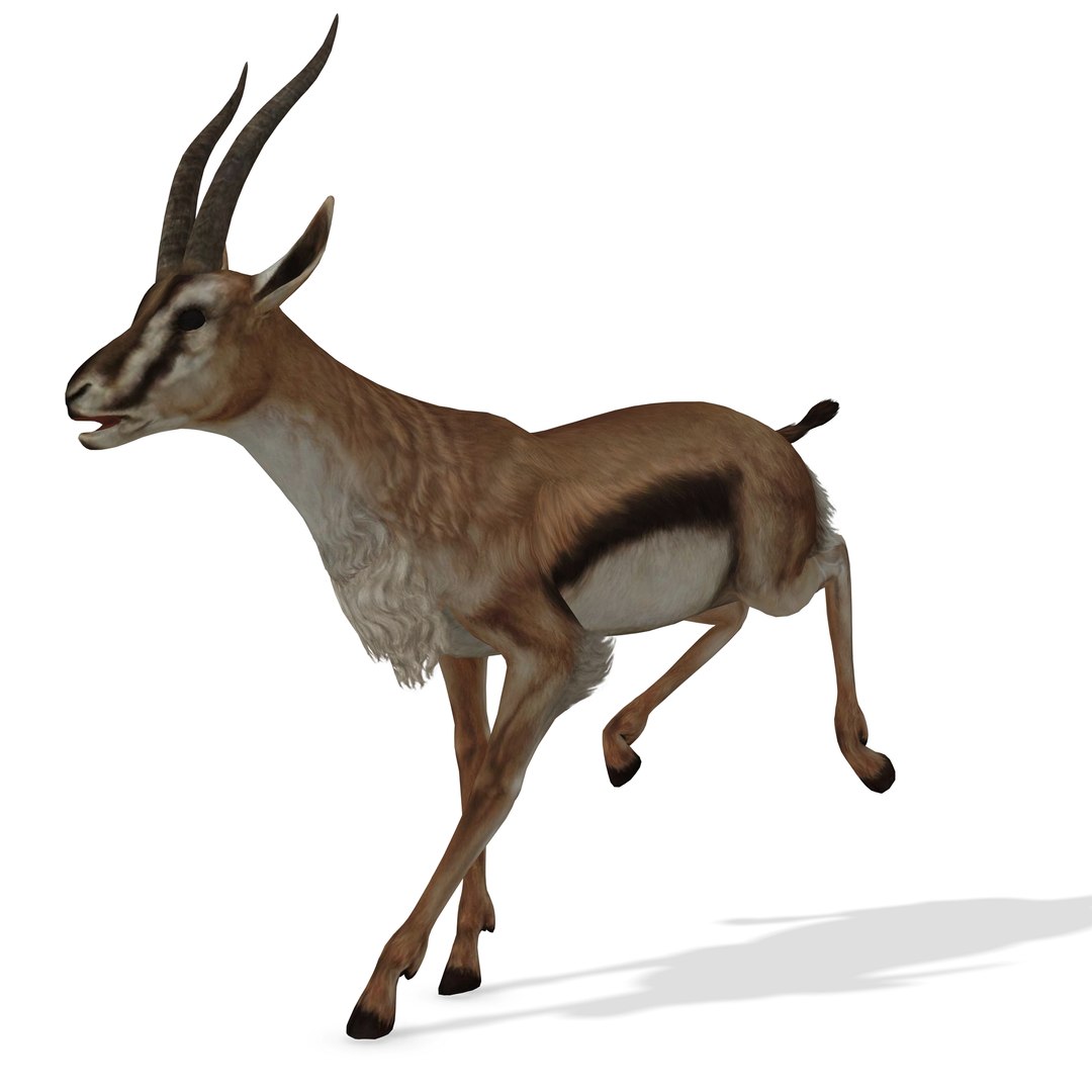ANTELOPE 3D model - TurboSquid 2097255