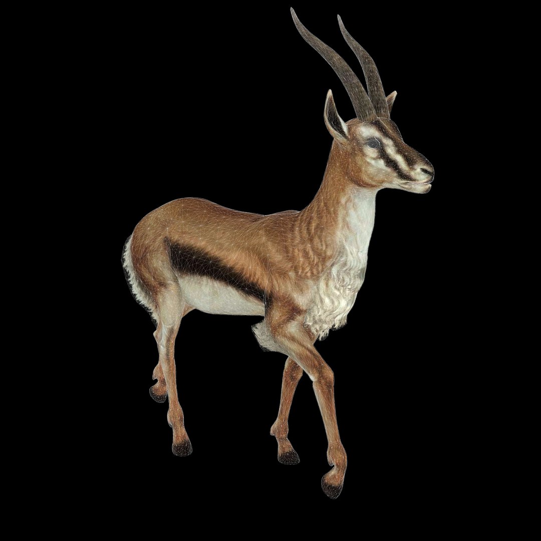 ANTELOPE 3D model - TurboSquid 2097255