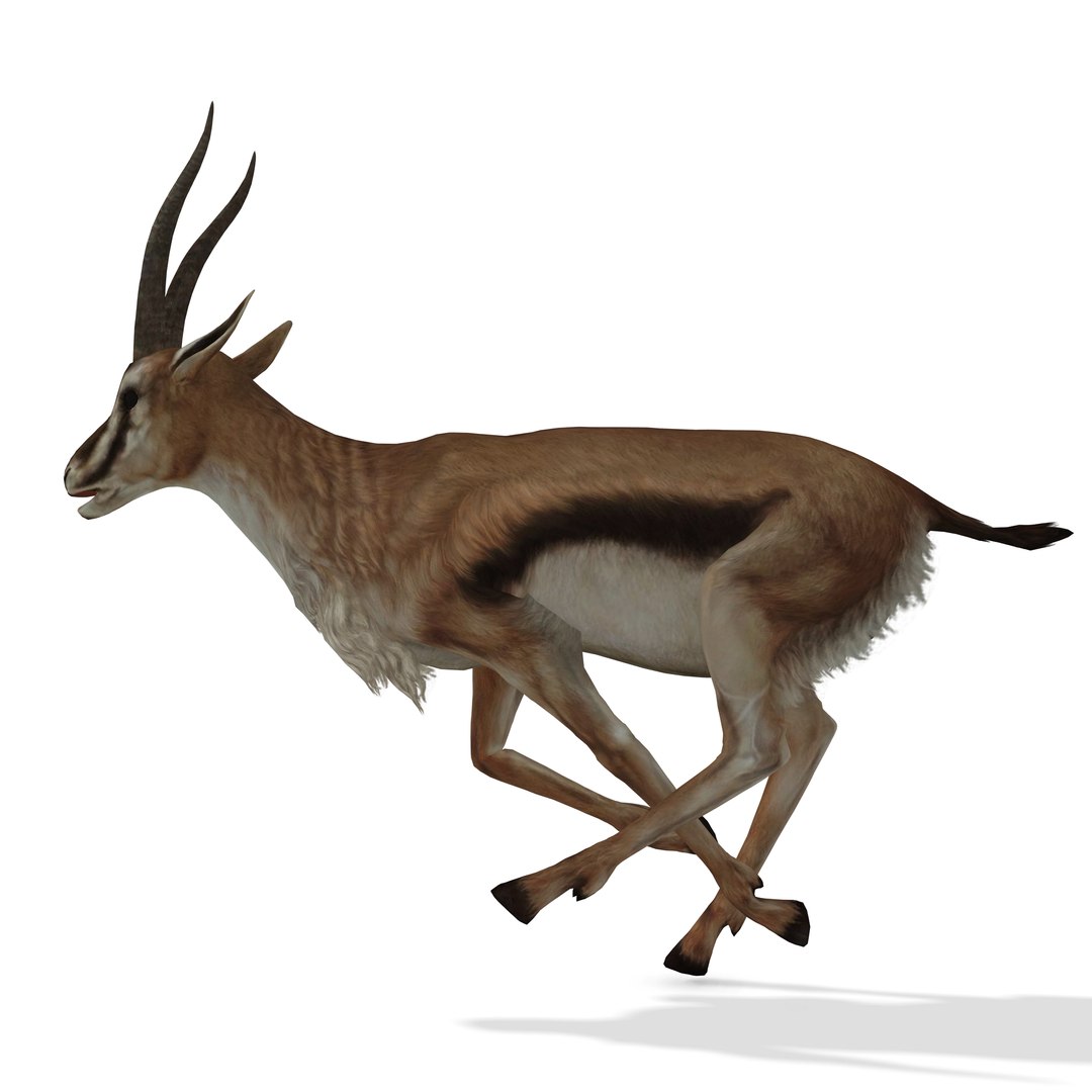 ANTELOPE 3D model - TurboSquid 2097255