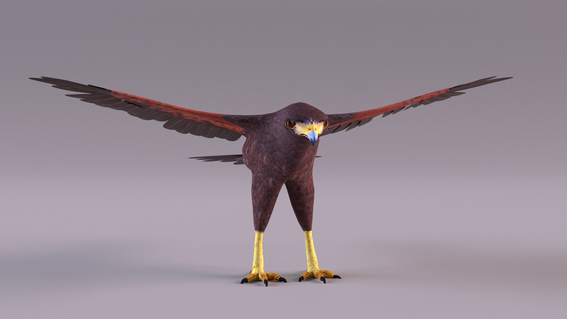 3D harris hawk model - TurboSquid 1201244