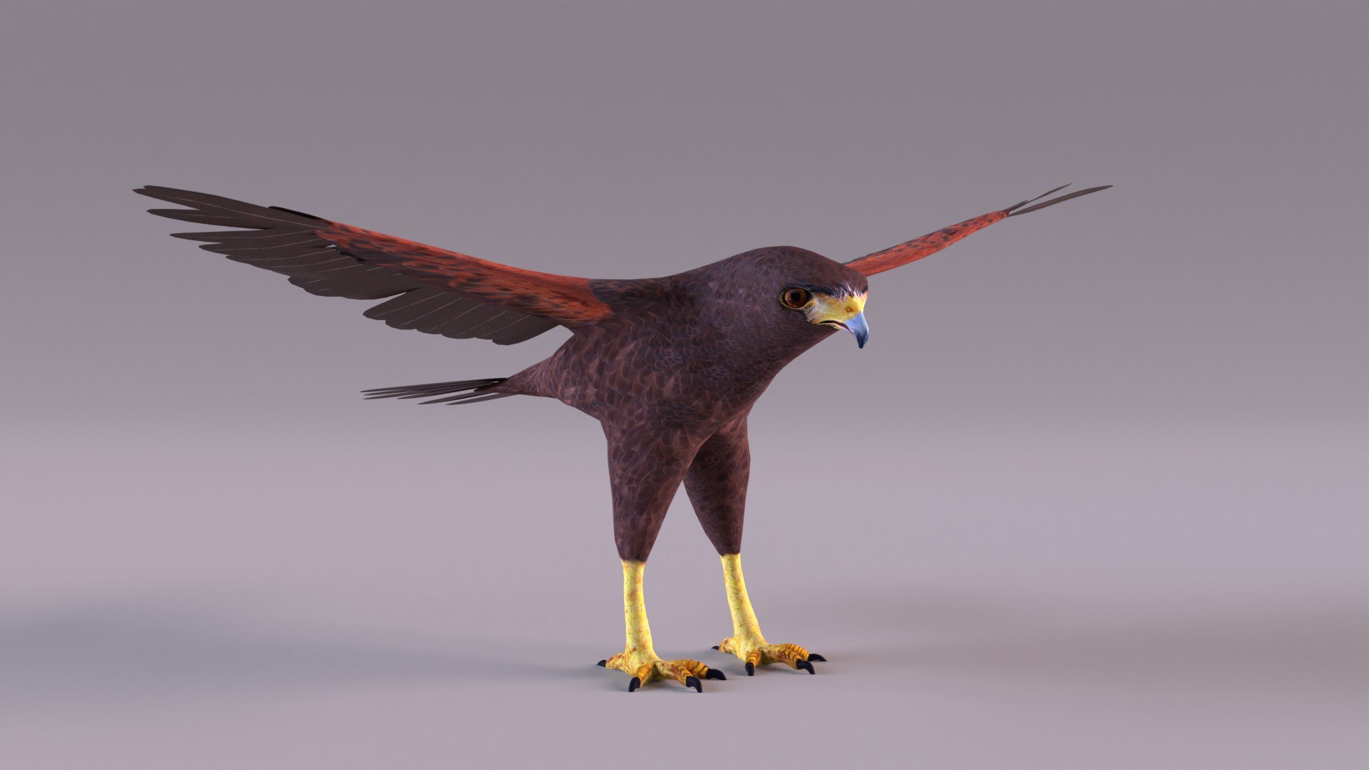 3D harris hawk model - TurboSquid 1201244
